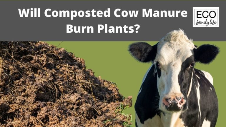 Can Composted Cow Manure Burn Plants? | How to Prevent Burning - Eco ...