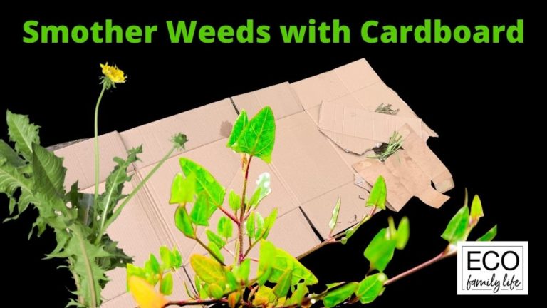 How Long it Takes to Smother Weeds with Cardboard | 3 Weeks to 3 Months ...
