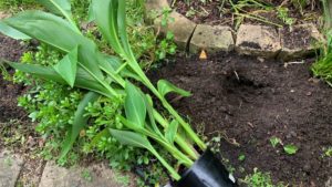 How to Get a Pot Bound Plant Out | 8 Easy Steps and Tips - Eco Family Life