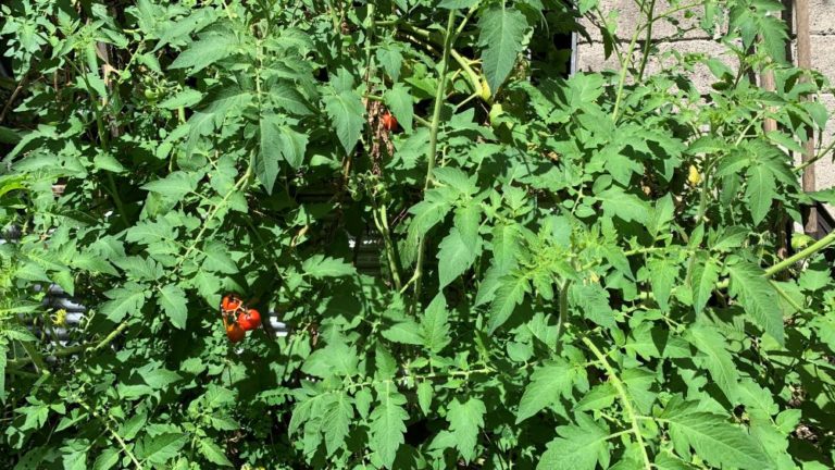 Do Slugs Eat Tomato Plants? | 6 Natural Ways to Keep Slugs Away - Eco ...