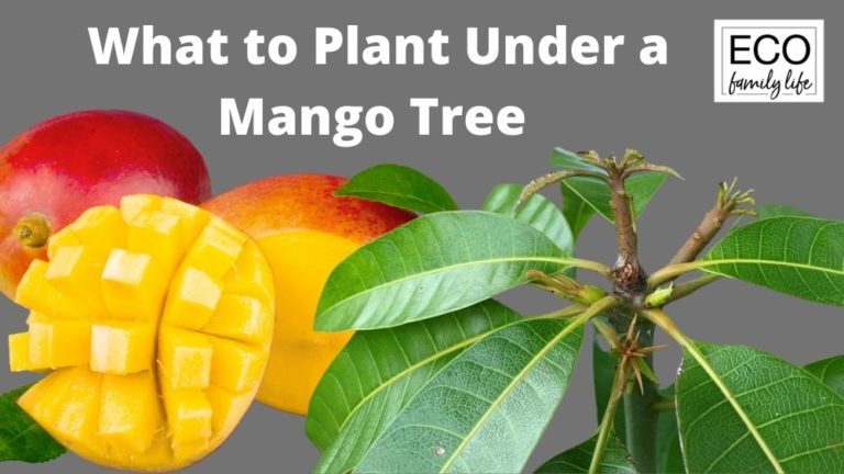 What to Plant Under a Mango Tree | 10 Tips & Companion Plants - Eco ...