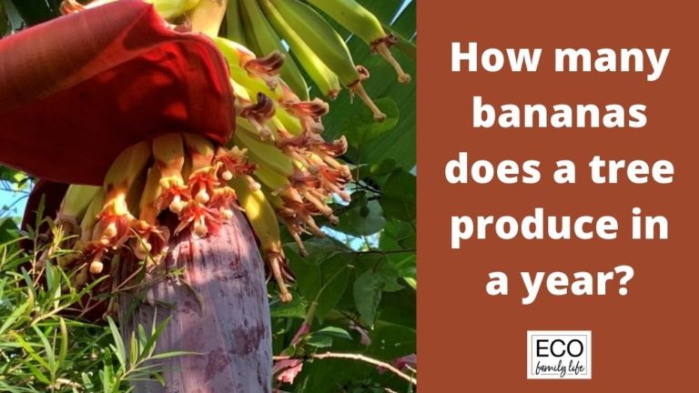 How Many Bananas Does a Tree Produce in a Year? - Eco Family Life