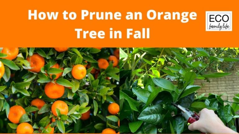 How to Prune an Orange Tree in Fall | 7 Easy Steps - Eco Family Life
