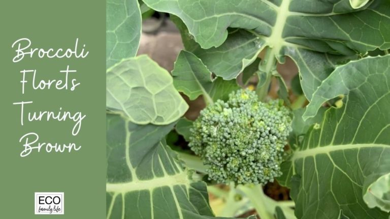Broccoli Florets Turning Brown | 3 Causes and How to Fix Them - Eco ...