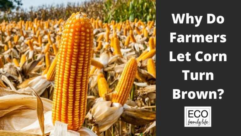 Why Do Farmers Let Corn Turn Brown? - Eco Family Life