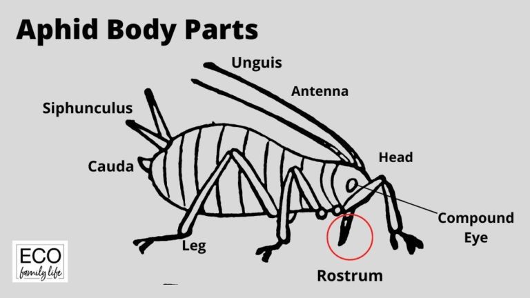 Do Aphids Bite Humans? | Can They Harm People? - Eco Family Life