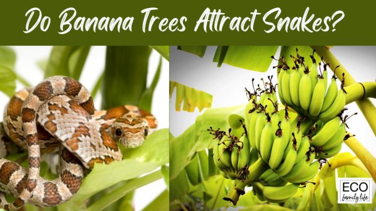 Do Banana Trees Attract Snakes? | Plus 4 Tips to Keep Them Away - Eco ...