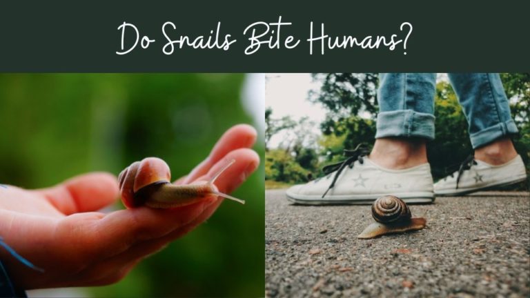Do Snails Bite Humans? | Plus Poisonous Snail Species - Eco Family Life