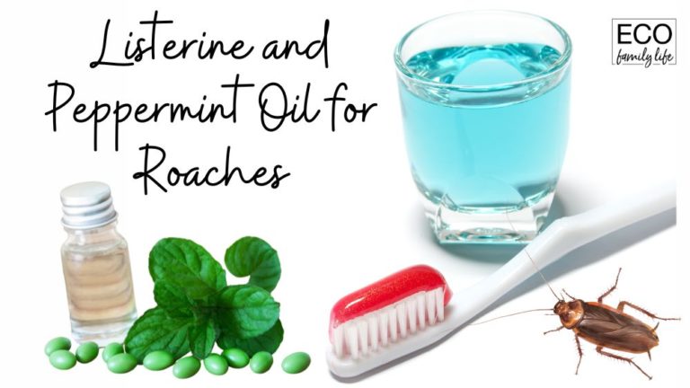 Listerine and Peppermint Oil for Roaches | How to Kill Roaches in 4 ...