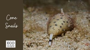 Do Snails Bite Humans? | Plus Poisonous Snail Species - Eco Family Life