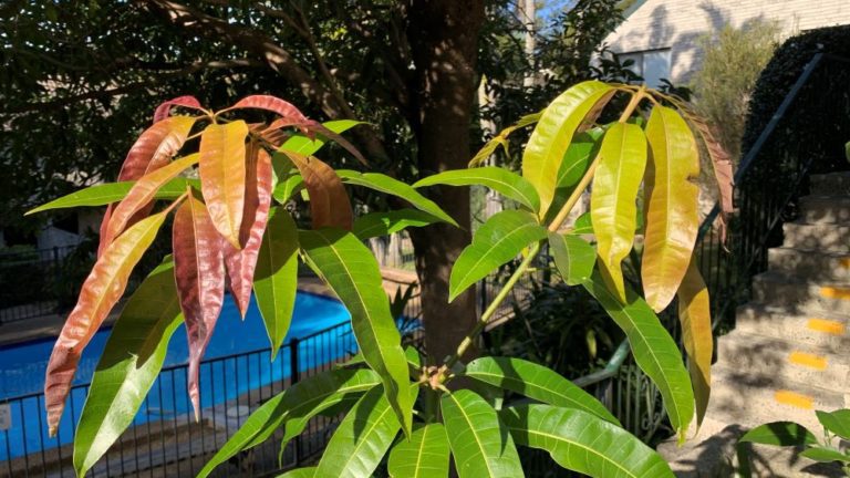Mango Tree Dying | Top 7 Causes and Solutions - Eco Family Life