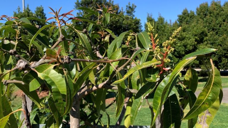 My Mango Tree is Not Flowering | 7 Problems and Easy Solutions - Eco ...