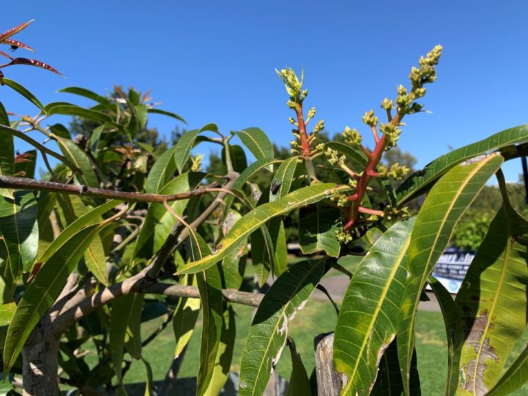 My Mango Tree is Not Flowering | 7 Problems and Easy Solutions - Eco ...