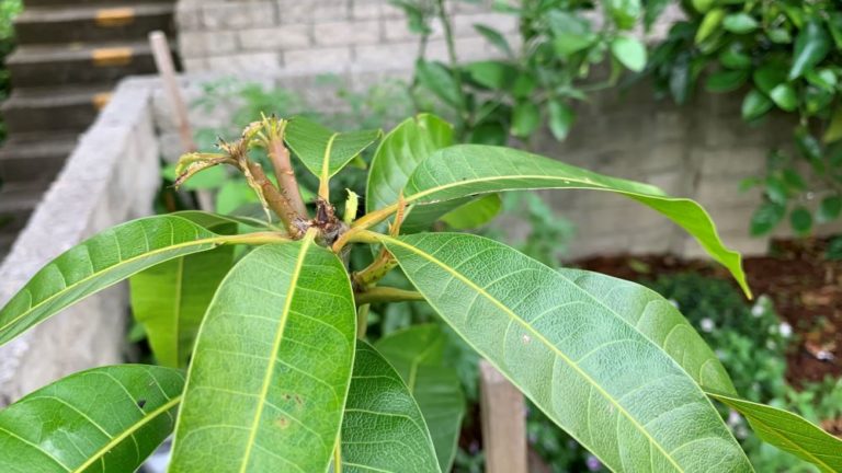 My Mango Tree is Not Flowering | 7 Problems and Easy Solutions - Eco ...