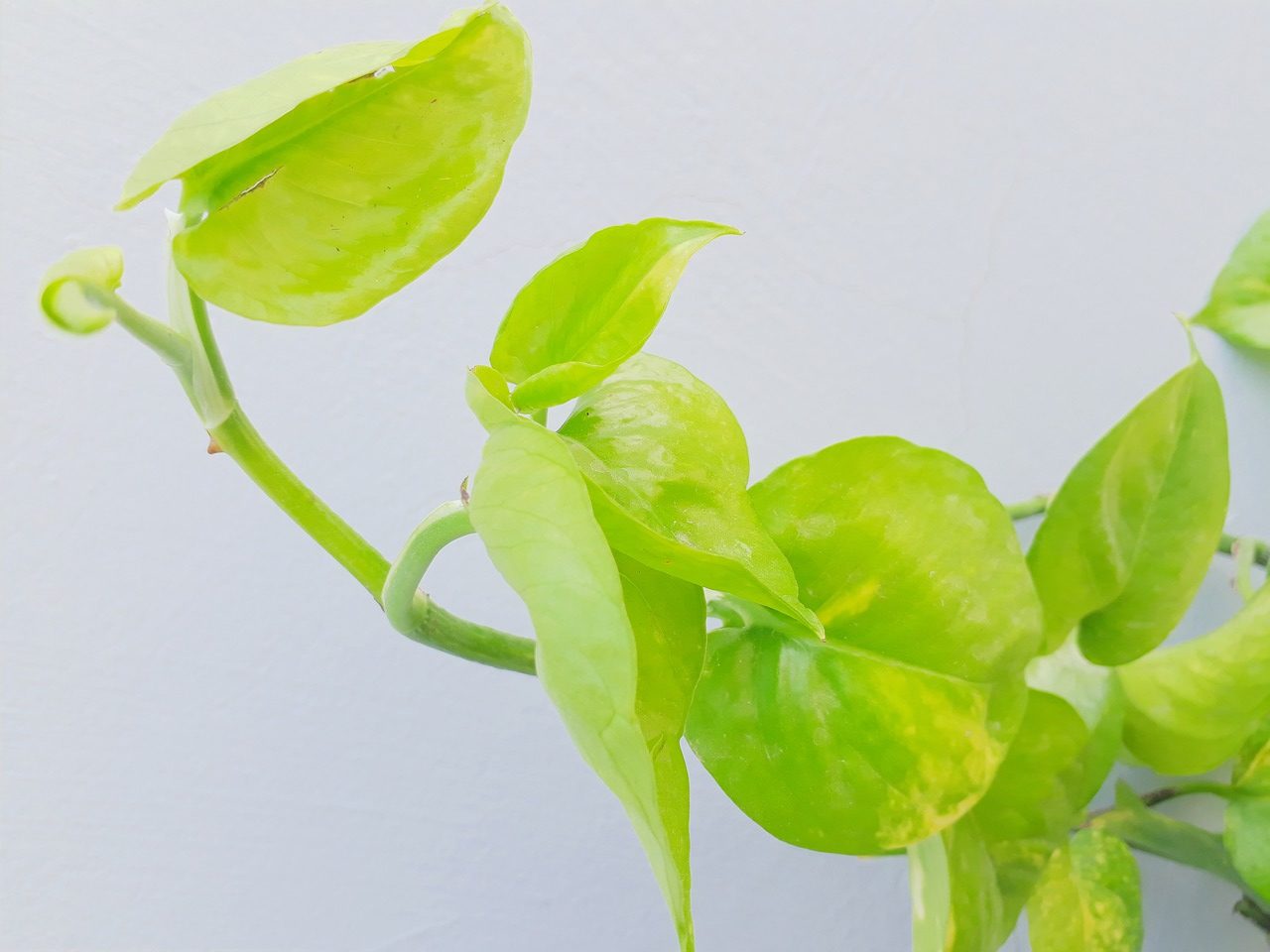 Fastest Growing Pothos | 5 Varieties that will Grow the Fastest - Eco ...