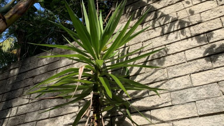 Are Yucca Roots Invasive? | How to Stop Yucca Plants Causing Damage ...