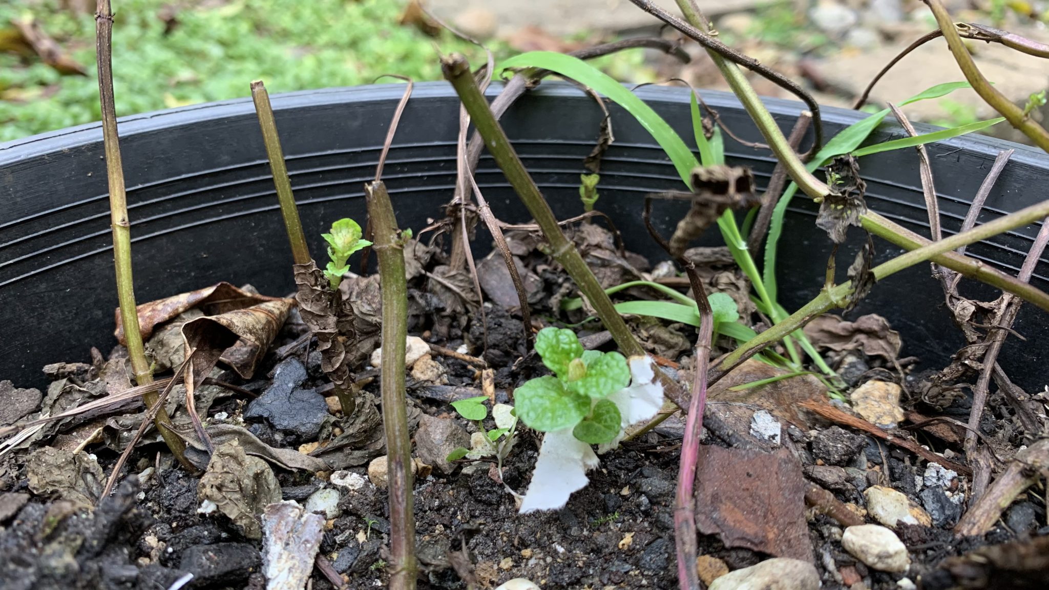 What Happens When You Cut All the Leaves off a Plant? - Eco Family Life