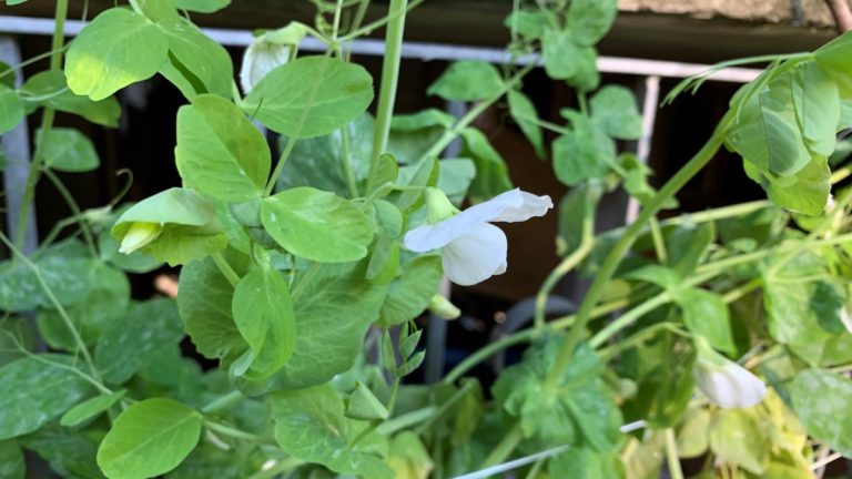 How Tall Do Snow Peas Grow? | Easy-to-Read Height Chart (Infographic ...