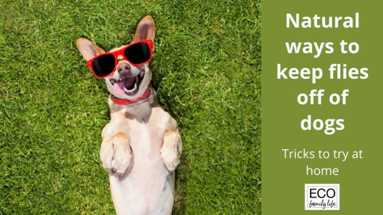 Natural ways to keep flies off of dogs - Tricks to try at home - Eco ...