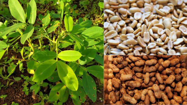 Are Peanuts Man-Made? | The Amazing Answer - Eco Family Life