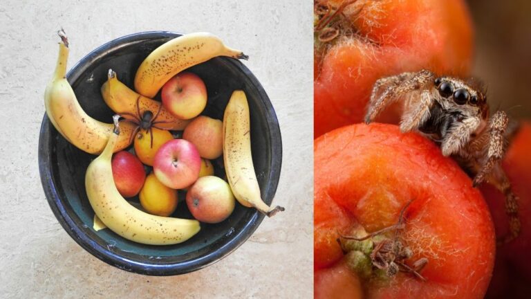 Do Spiders Eat Fruit? | The Strange Answer - Eco Family Life