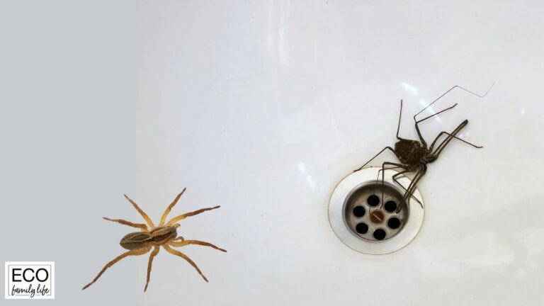 How Do Spiders Get in the Bathtub? | 5 Ways to Get Them Out - Eco ...