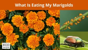 What Is Eating My Marigolds? | 12 Pests and How to Get Rid of Them ...