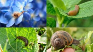 Why Do Snails Have Shells and Slugs Don’t? - Eco Family Life