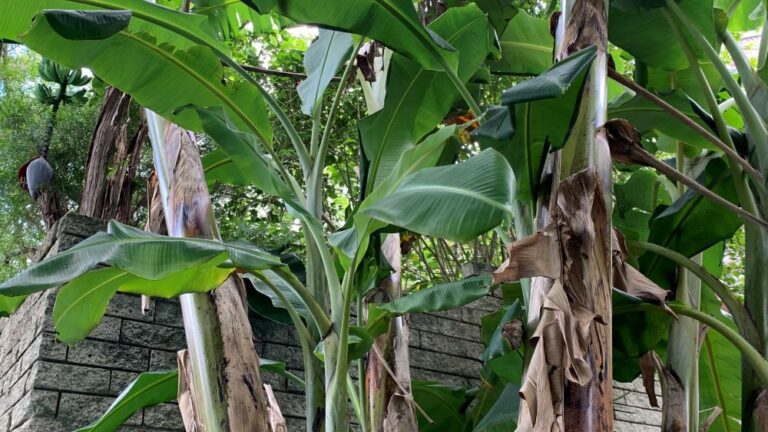 Overwatered Banana Plants | 10 Signs and Solutions - Eco Family Life