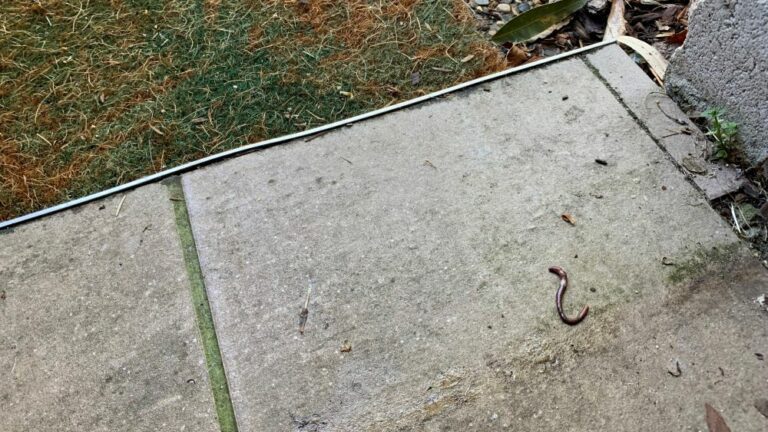 Why Are There So Many Dead Worms on the Sidewalk? | Top 4 Reasons - Eco ...