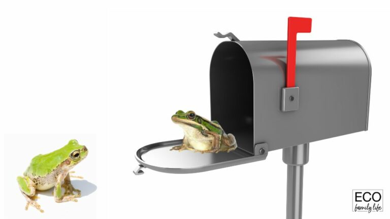 8 Ways to Keep Frogs Out of the Mailbox - Eco Family Life