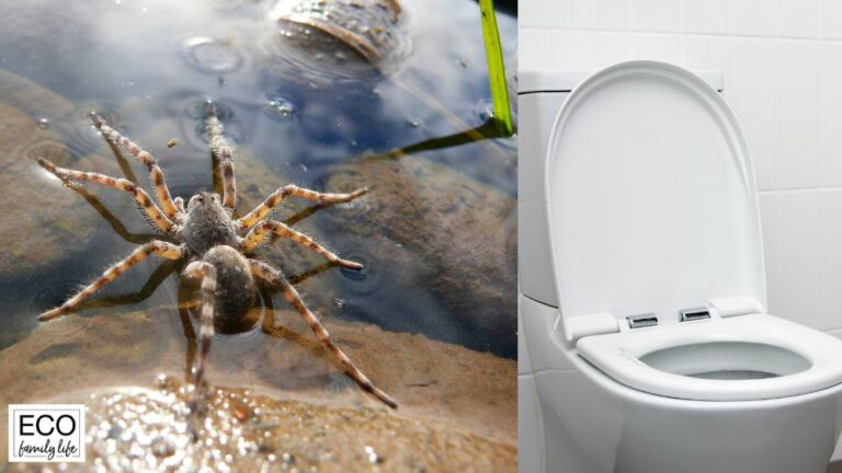 Can Spiders Drown? | Should you Flush them down Toilets, Drains and Baths - Eco Family Life