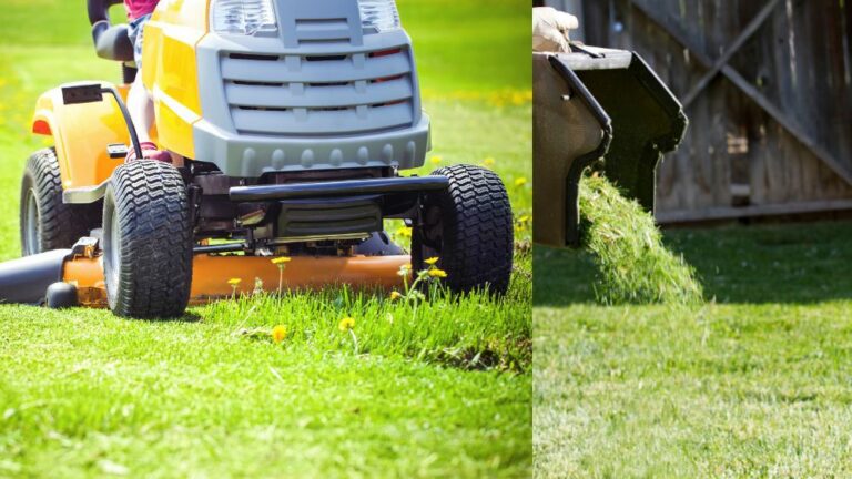 8 Disadvantages of Mulching Grass | Things You Must Know First - Eco ...