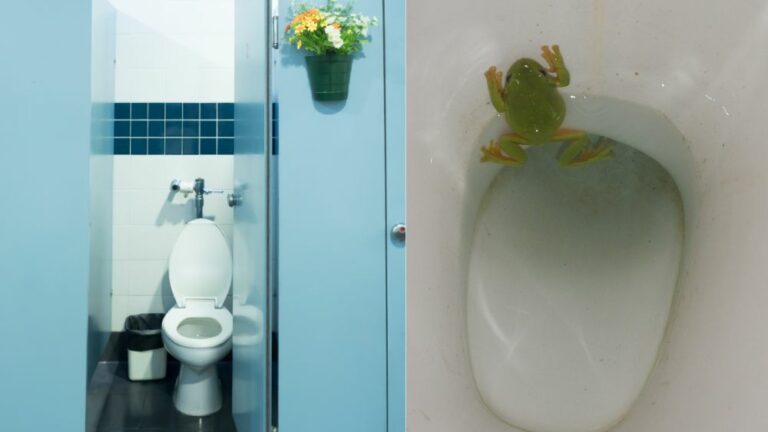 How Did a Frog Get In My Toilet? | 3 Ways to Safely Get It Out - Eco ...