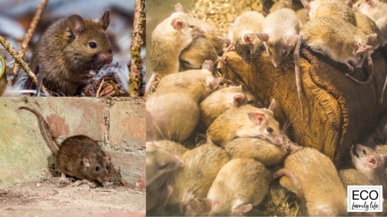 What Happens If You Disturb a Rat's Nest? | 7 Things to Expect - Eco ...
