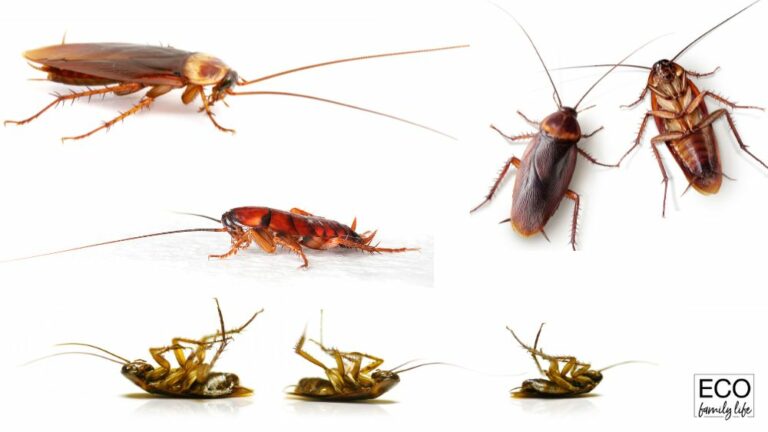 Why Do Cockroaches Stay Still for So Long? | 5 Simple Reasons - Eco ...