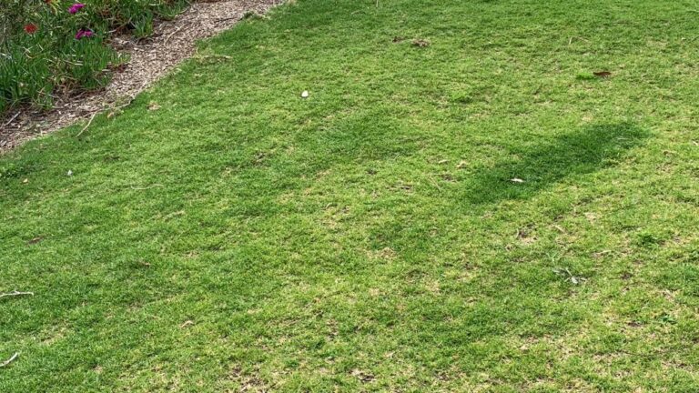 Light-Green Grass Patches in Your Lawn | 16 Causes, Solutions ...