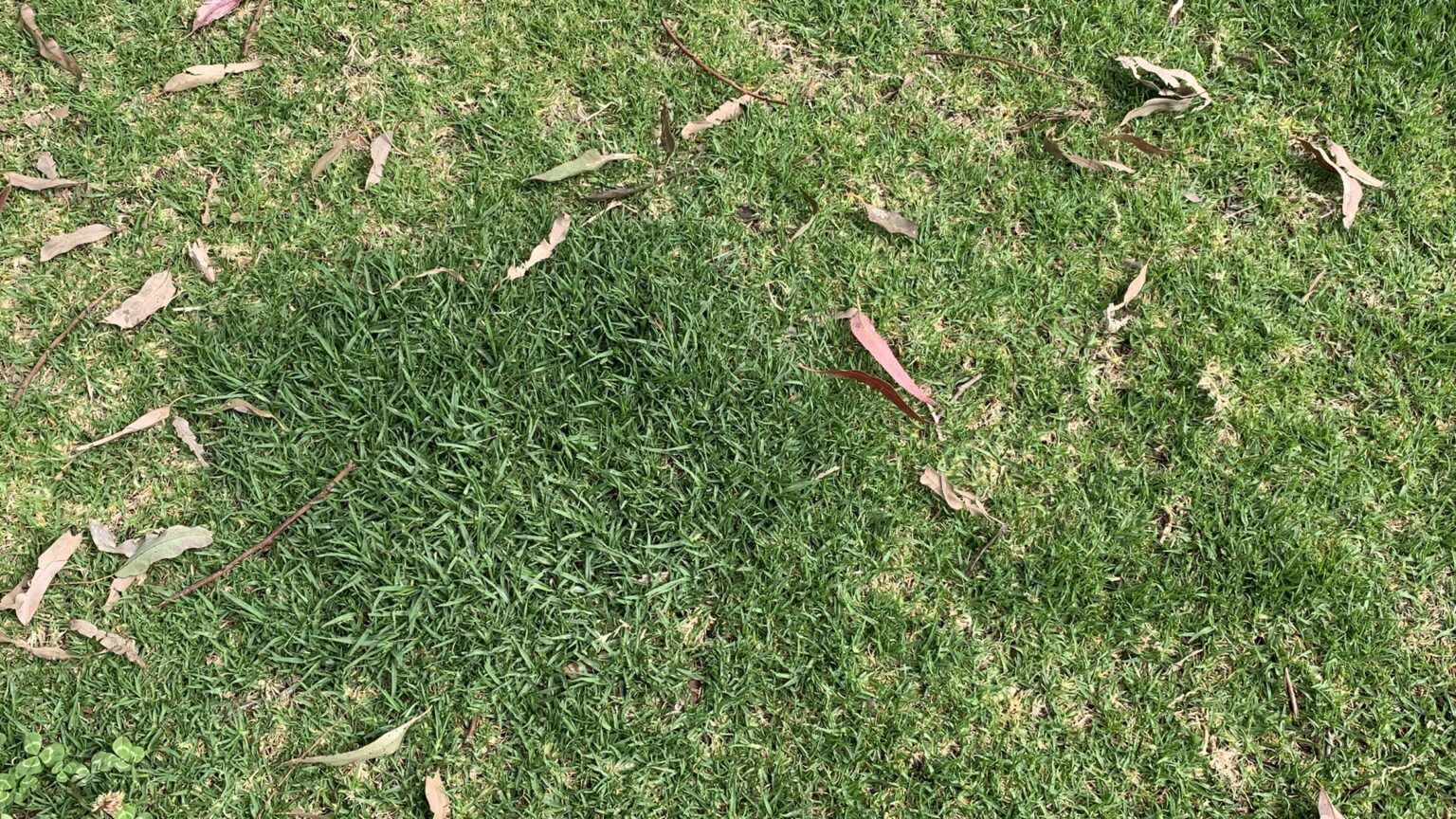 Light-Green Grass Patches in Your Lawn | 16 Causes, Solutions ...