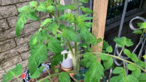 7 Signs of Overwatered Tomato Plants and How to Save Them - Eco Family Life