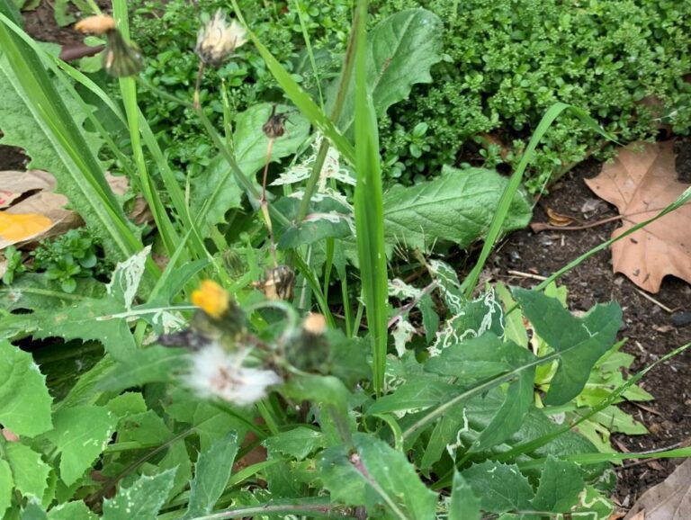 Why Do Weeds Grow So Fast? | Top 8 Reasons - Eco Family Life