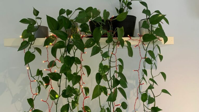 How Long it Takes for Pothos to Trail | Plus 7 Tips for Faster Trailing ...