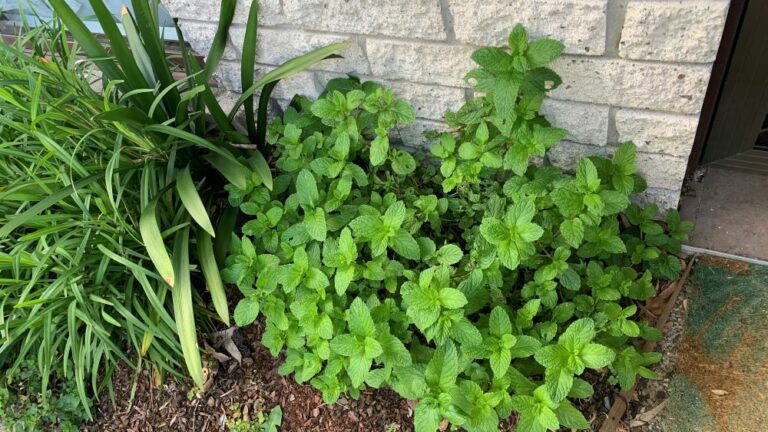 Should Mint Be Cut Back in Winter? | Mint Pruning Guide - Eco Family Life