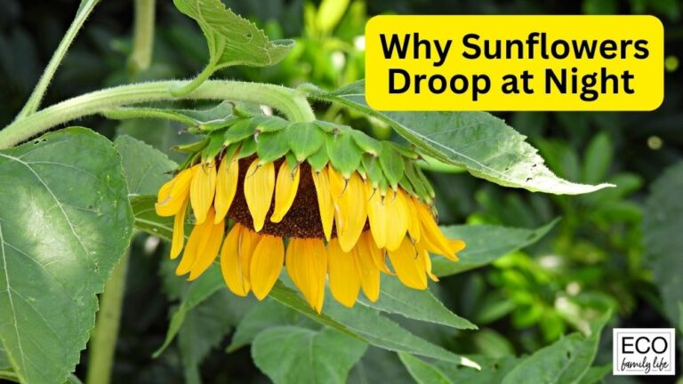 Why Sunflowers Droop at Night | Understanding This Natural Phenomenon ...