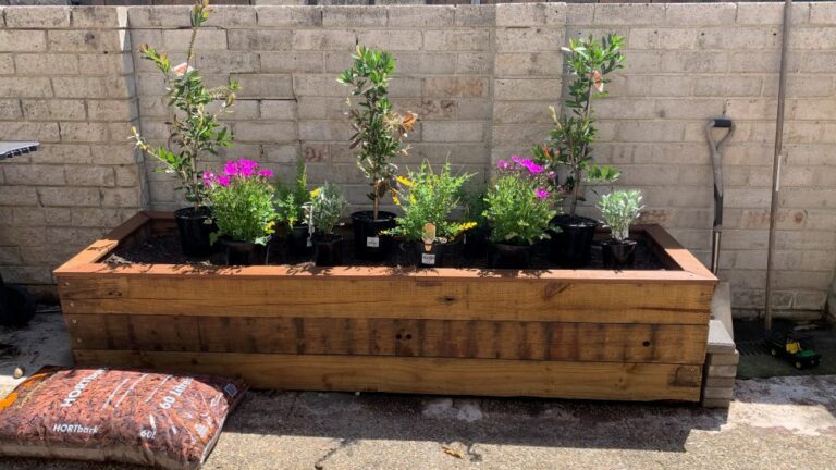 Are Senetti Plants Hardy? | A Guide to Their Hardiness and Care - Eco ...