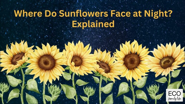 Where Do Sunflowers Face at Night? | Explained - Eco Family Life