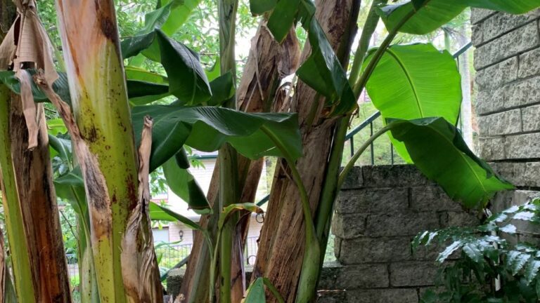 Why is my banana tree dripping water? | The amazing answer - Eco Family ...