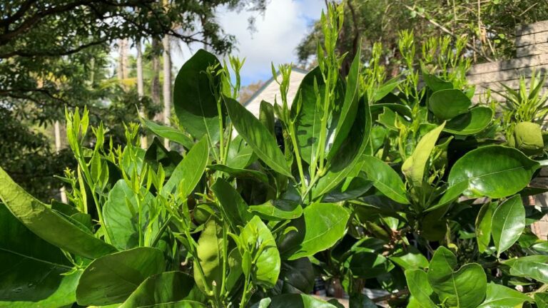 Which Plants Like Milk? | Top 5 Plants That Like to be Watered with ...