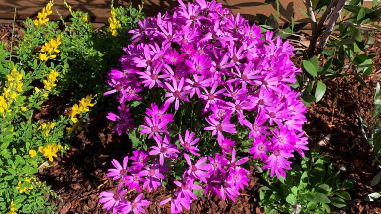 Are Senetti Plants Hardy? | A Guide to Their Hardiness and Care - Eco ...