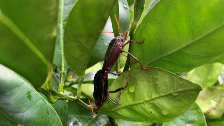 Which Plants Like Milk? | Top 5 Plants That Like to be Watered with ...