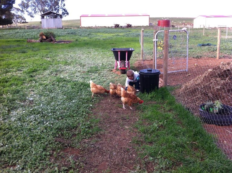 How to keep mice off tomato plants | Top 7 extraordinary solutions ...